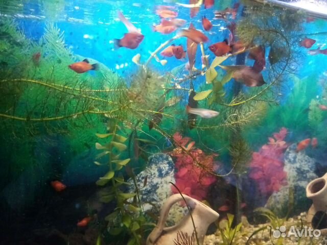 Пецилия Редиска