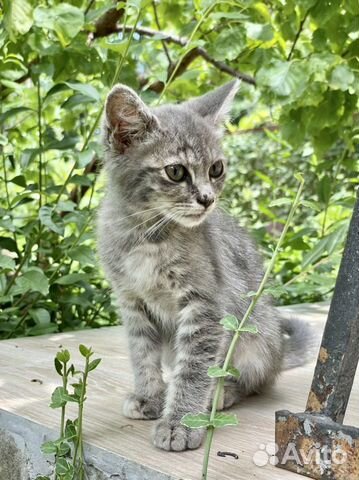 Серый котёнок в добрые руки
