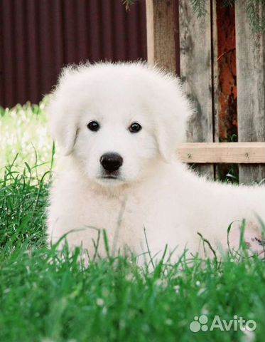 Мареммо-абруцкая овчарка (маремма)