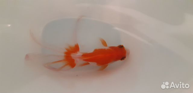 Аквариумные рыбы