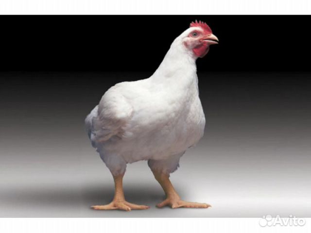 Инкубационное яйцо бройлера росс 308