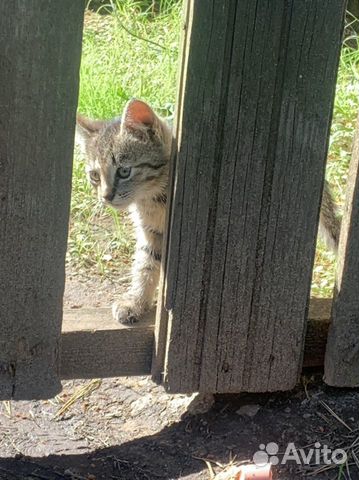 Котята в добрые руки бесплатно