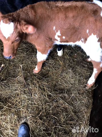 Телята телочки бычки доставка