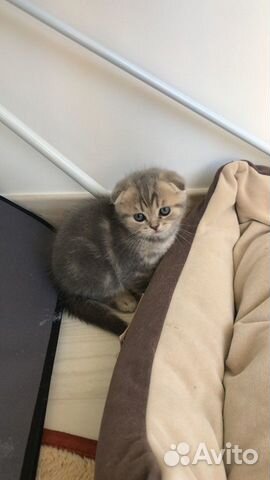 Котенок шотландский вислоухий
