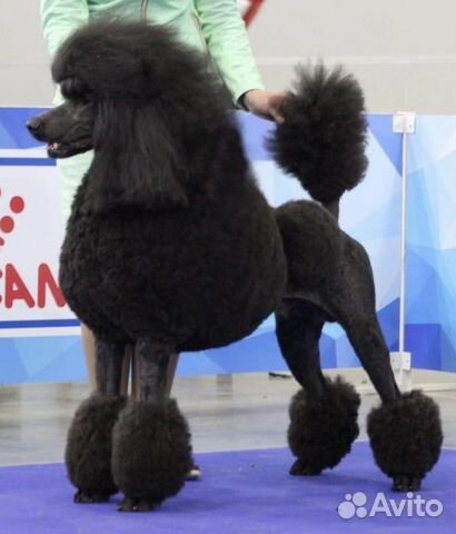 Пудель королевский