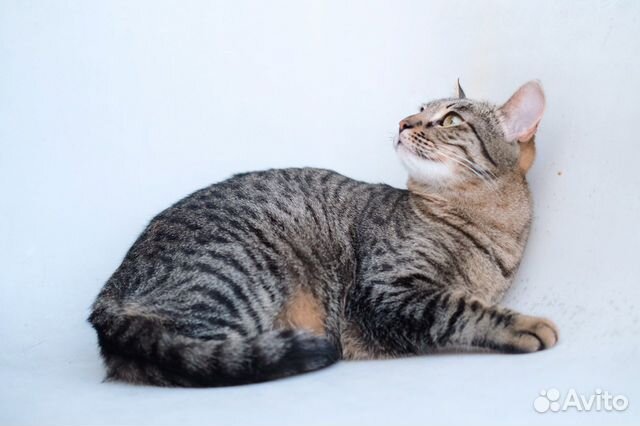 Милая, добрая Кошечка полосатик 9 мес