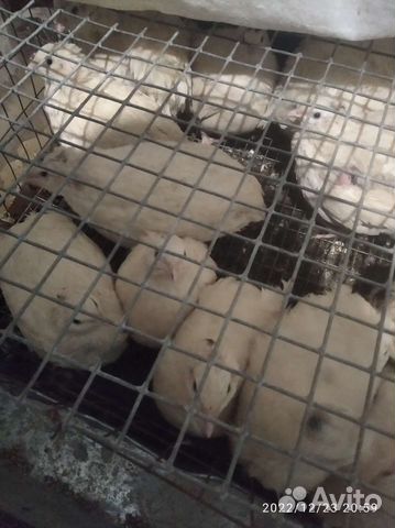 Перепелиное мясо