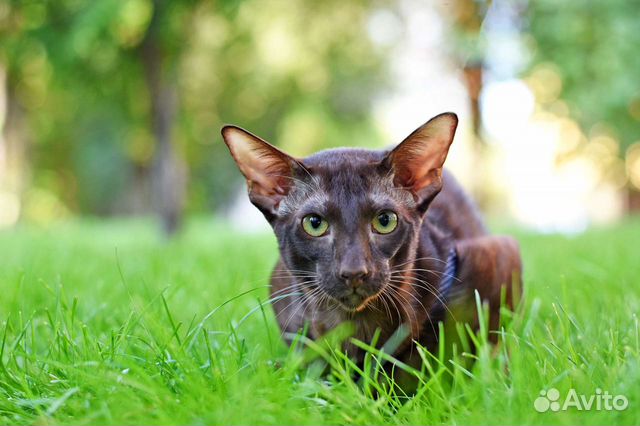 Ориентальный кот вязка