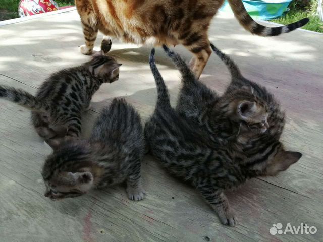 Котята Бенгальские