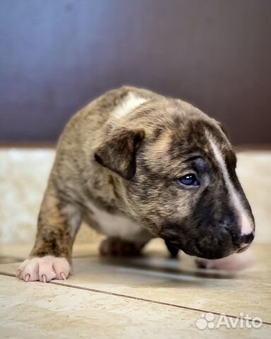 Крепыш mini бультерьер