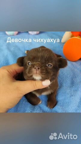 Щенки чихуахуа мальчики и девочки