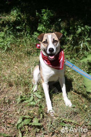 Небольшая мимишная собачка в дар из приюта