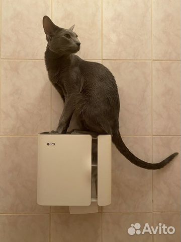 Ориентальный кот вязка