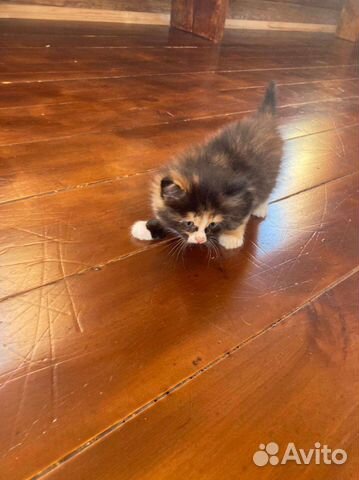 Пуговка и Рыжик ищут добрые заботливые руки