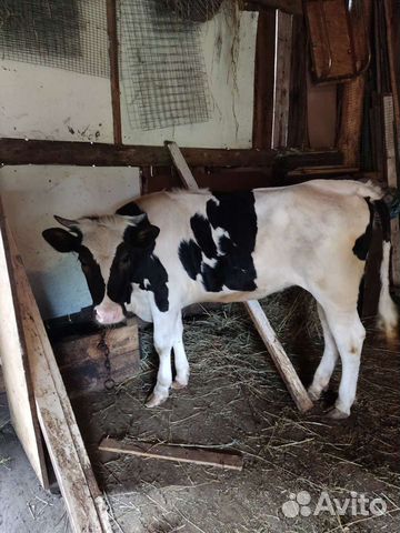 Телка годовалая