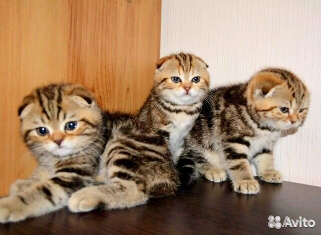 Super котик вислоухий