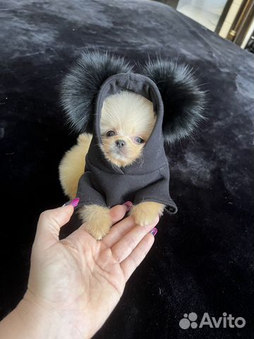 Микро мальчик лайт оранж шпиц