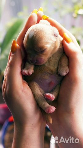 Чудо Мальтипу к новому году