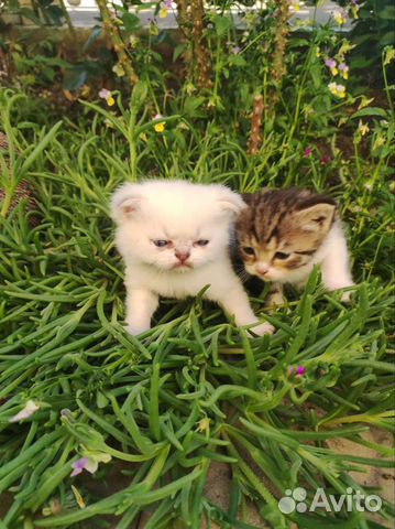 Британская кошка