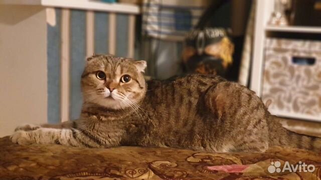 Отдам кота в добрые руки