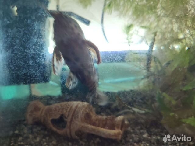 1 сом, 3 неончика