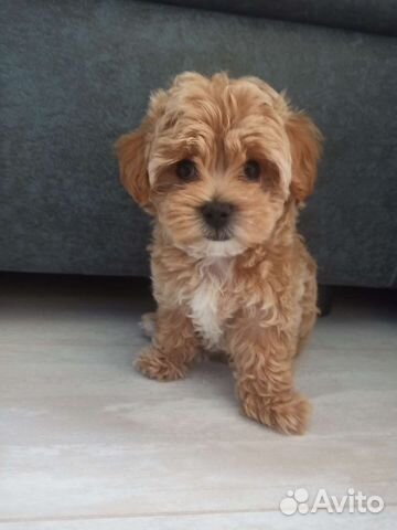 Щенки мальтипу F1 mini