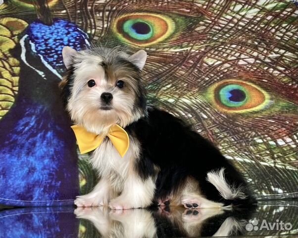 Йорк мальчик чёрный с белым кукольный