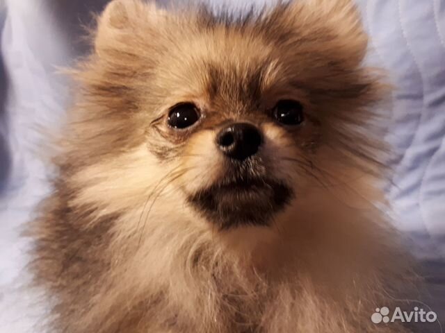 Померанский шпиц мини девочка и мальчик