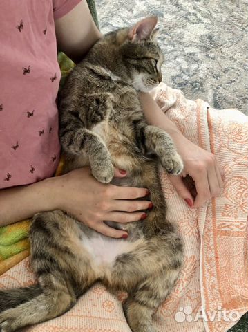 Милая кошечка ищет дом