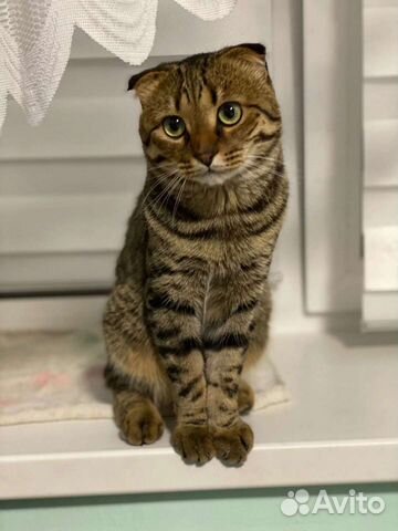 Вислоухий тигровый котик