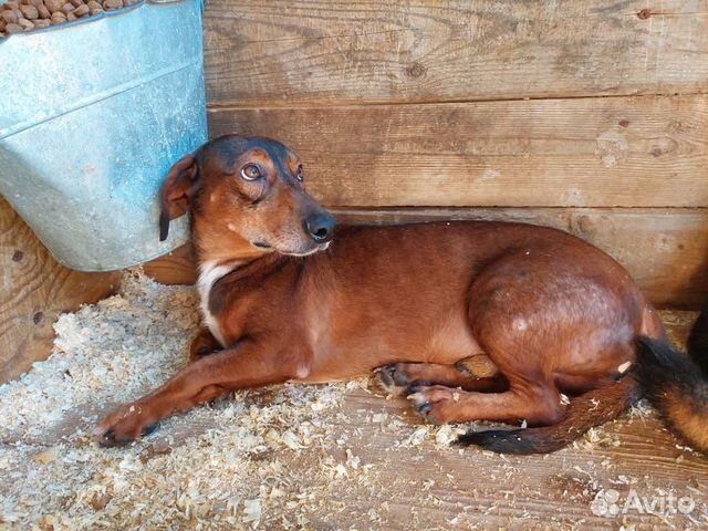 Пикселя нужно спасать из холодного вольера