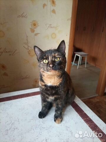 Мишель в поисках дома