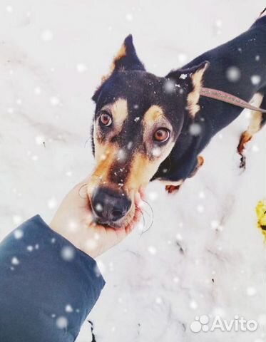 Собака (кобель)