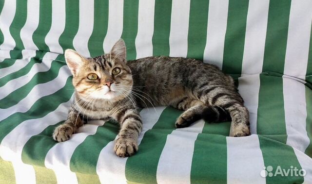 Кот в добрые руки