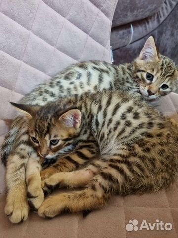 Бенгальская