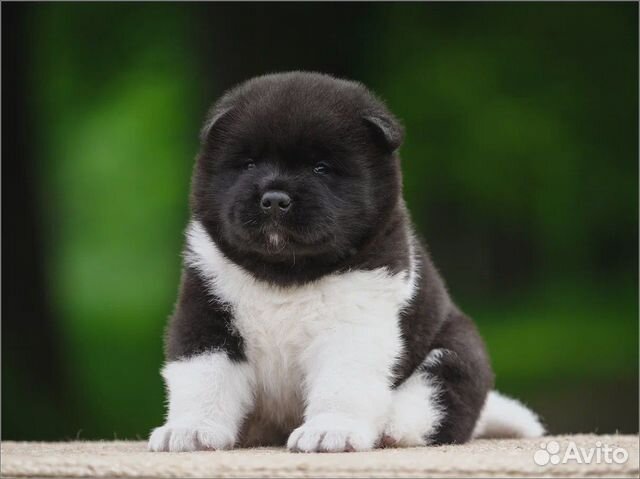 Щенки Американской Акиты. Дорого