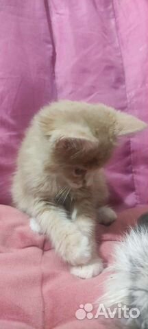 Котёнок-мальчик ищет заботливые руки