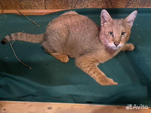 Камышовые котята