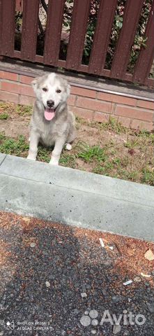 Аляскинский маламут щенки