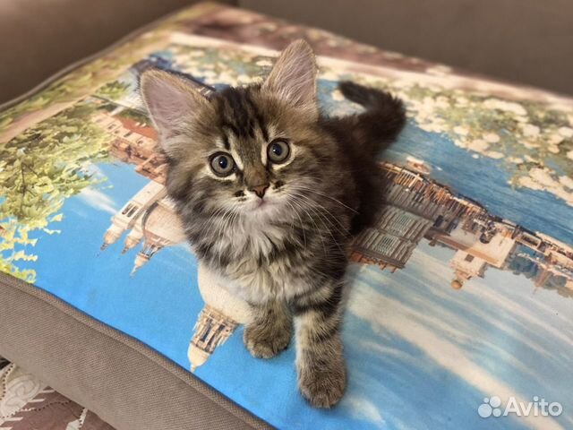 Котенок девочка 2 мес. с подарками