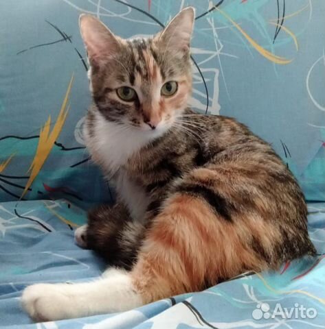 Кошка Мурочка