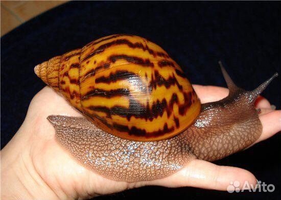 Улитки тигры