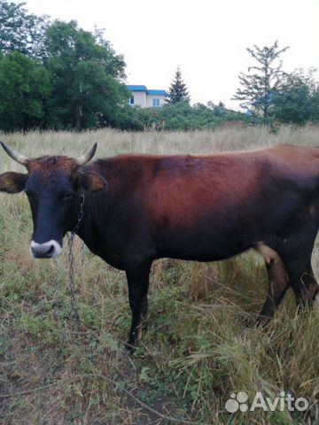 Продам первотелку