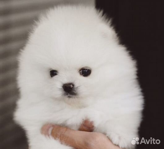 Щенки малчьики и девочки