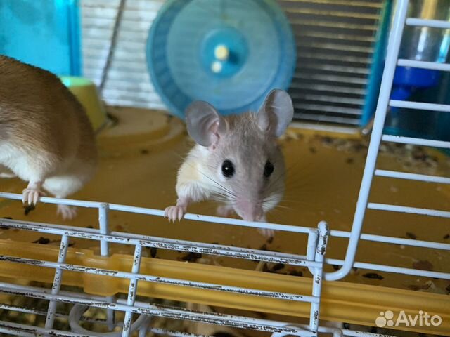 Иглистые мыши