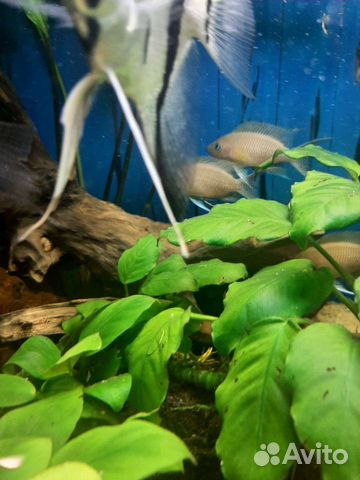 Аквариумные рыбы