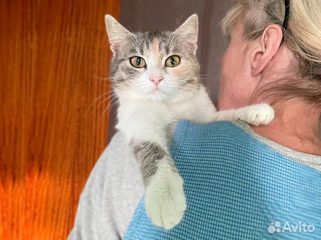 Кошечка окрас пепельная роза в добрые руки в дар
