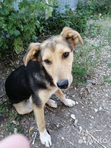 Собаки бесплатно в добрые руки щенки