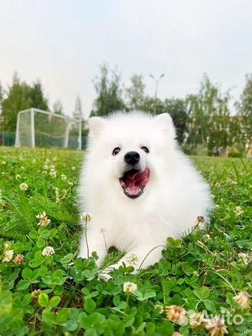 Самоедская лайка щенок Японского шпица