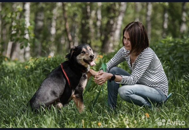 Дворняга с чудесной душой